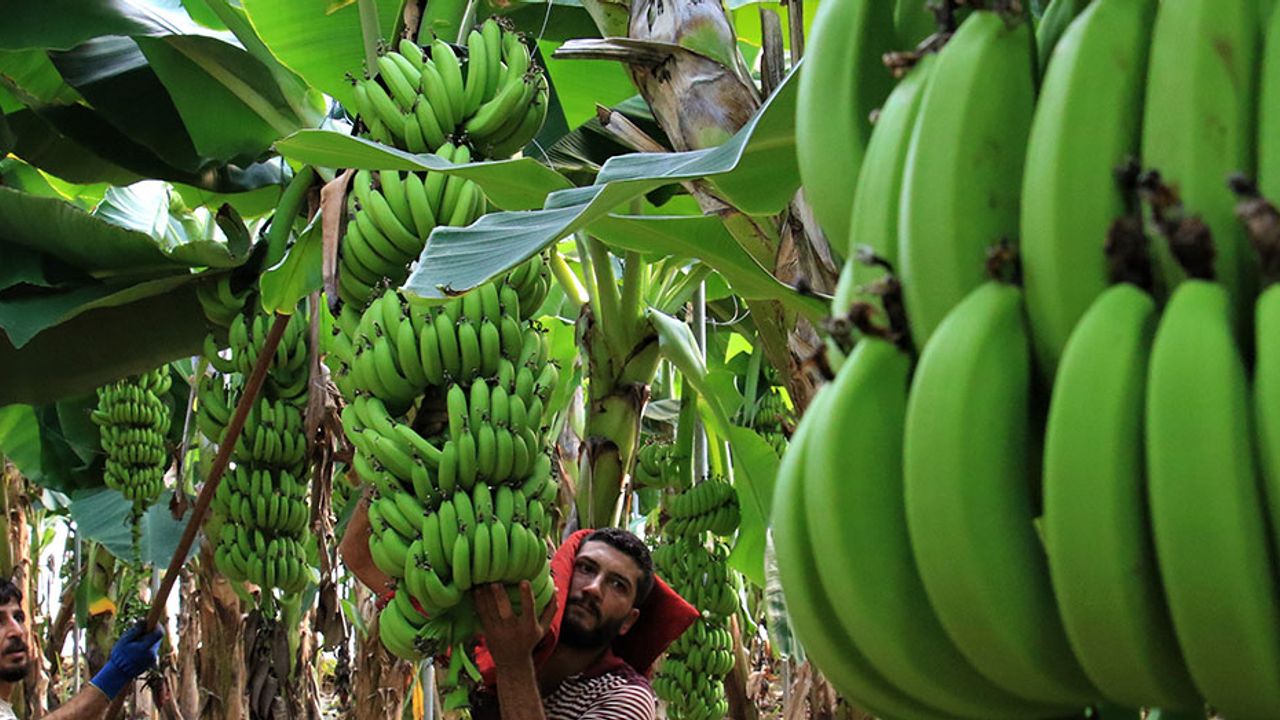 Yerli muz üreticisi devreye girdi; pazar fiyatı da düşecek! - Eskişehir ...