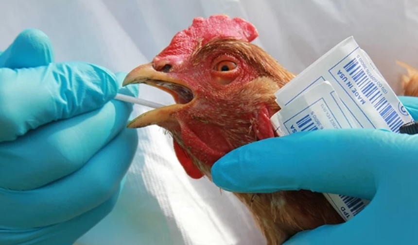 Kuş Gribi Belirtileri Neler? Tavuklarda Tehlike Var Mı? - Eskişehir Haber